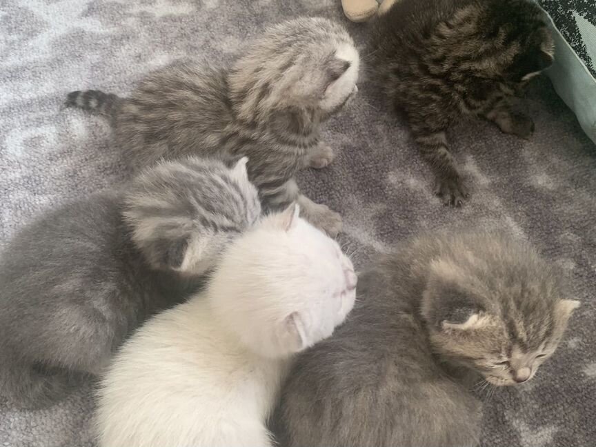 Шотландские вислоухие котята