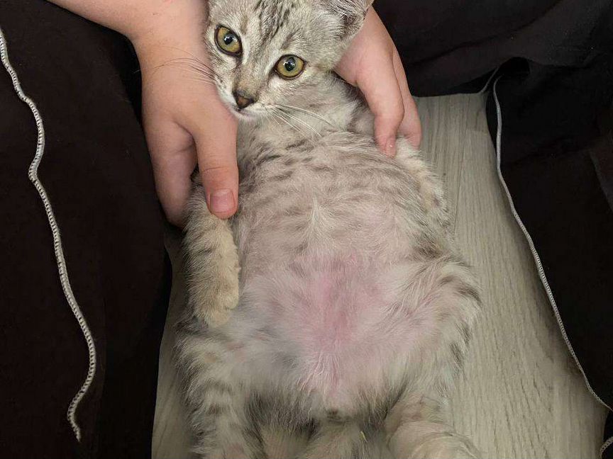 Котёнок (девочка)