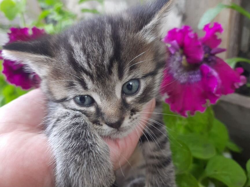 Котята
