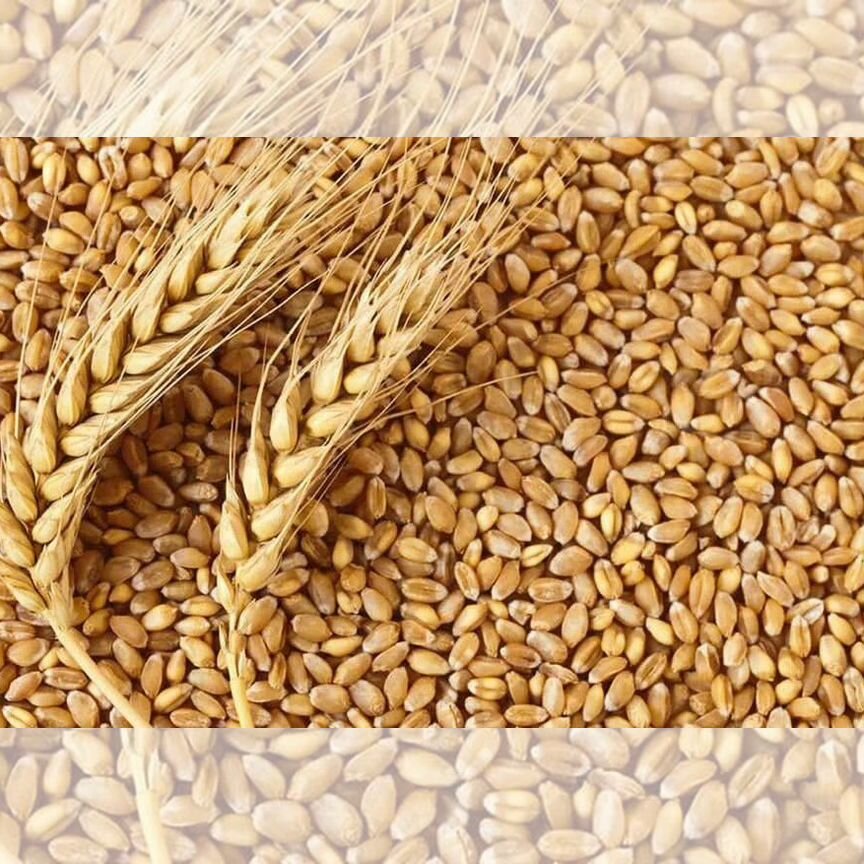 Пшеница ячмень