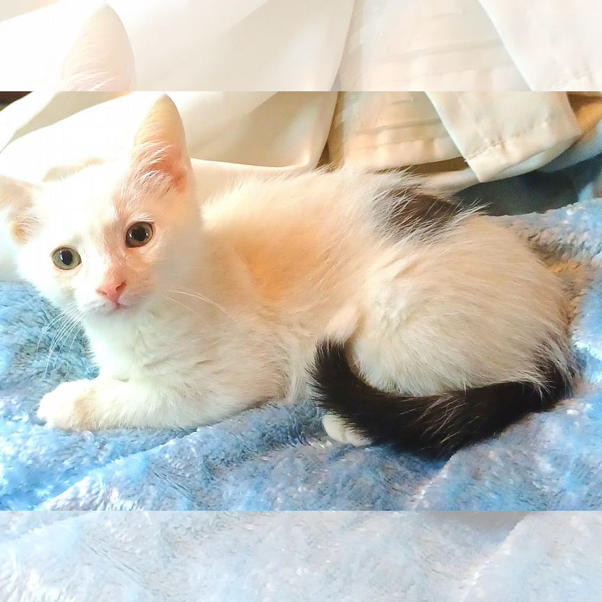 Ласковый, нежный котенок, мальчик