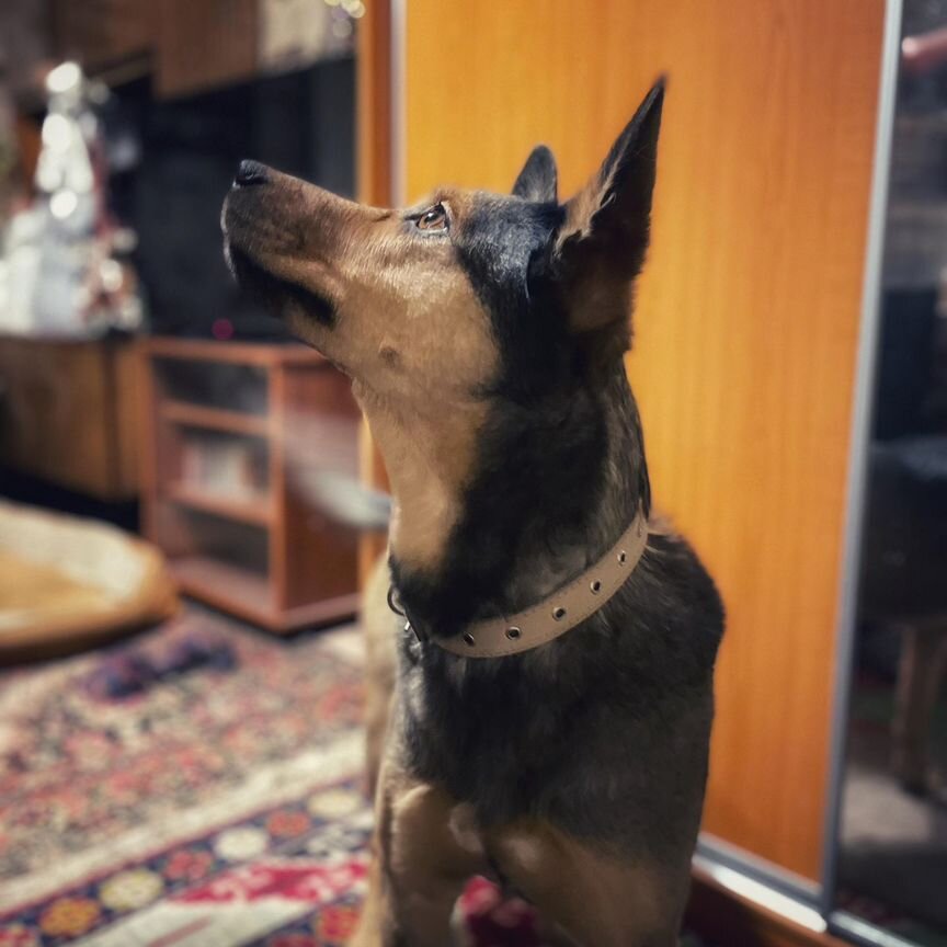 Собака в добрые руки