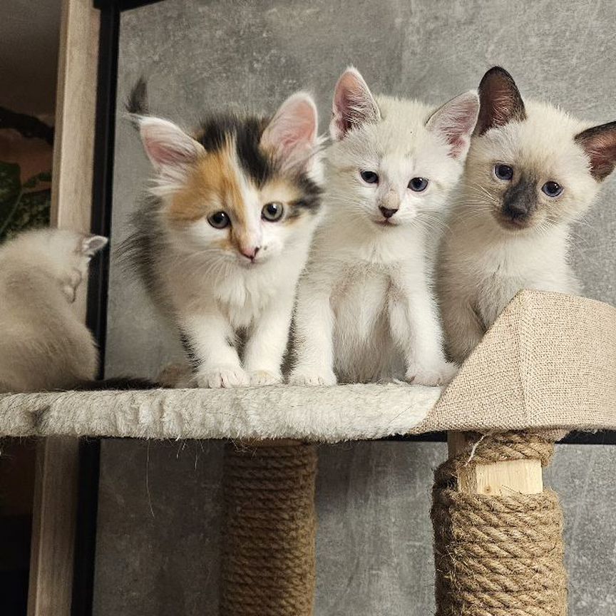 Котята