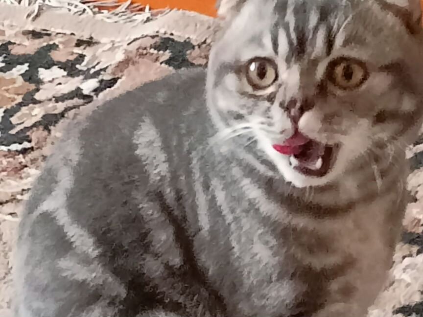 Кот на Вязку Шотландский вислоухий Скотиш Фолд