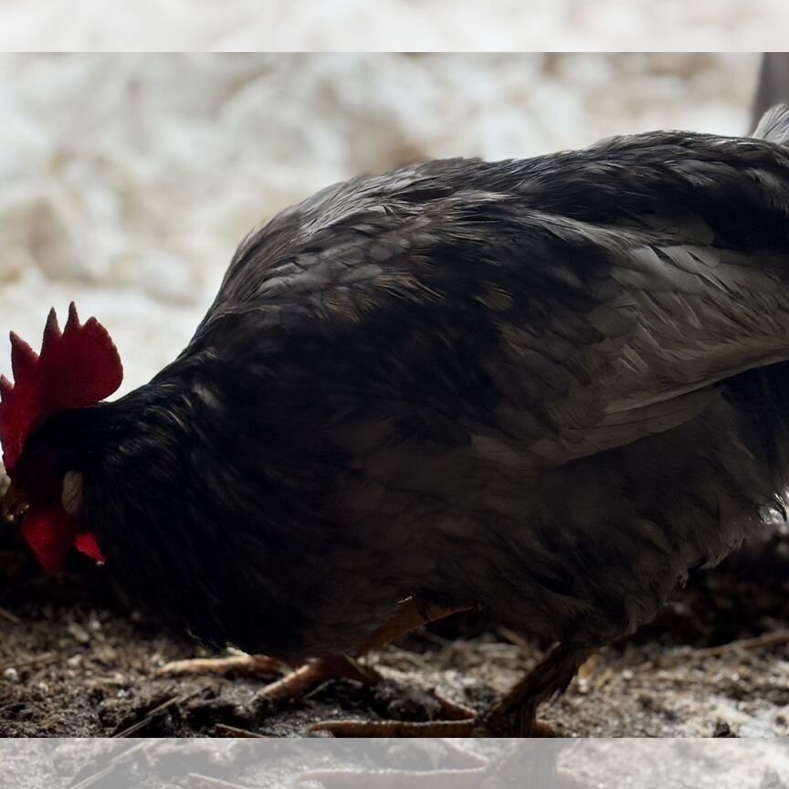 Молодые петушки