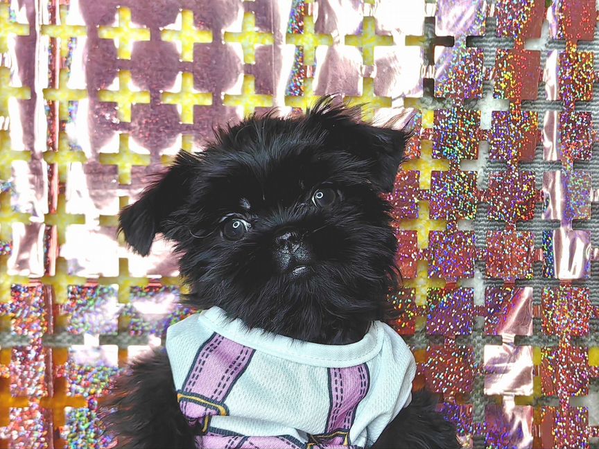 Очаровательная девочка аффенпинчер