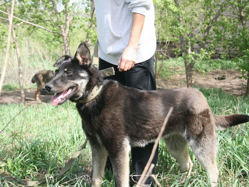 Альфа ищет заботливых хозяев