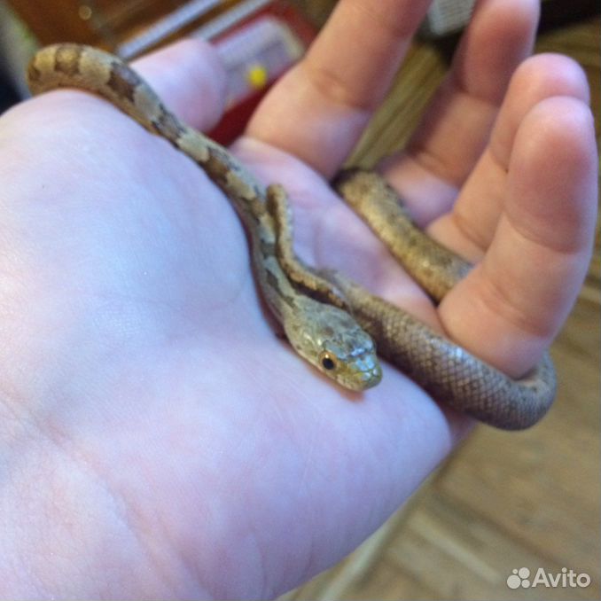 Техасский полоз