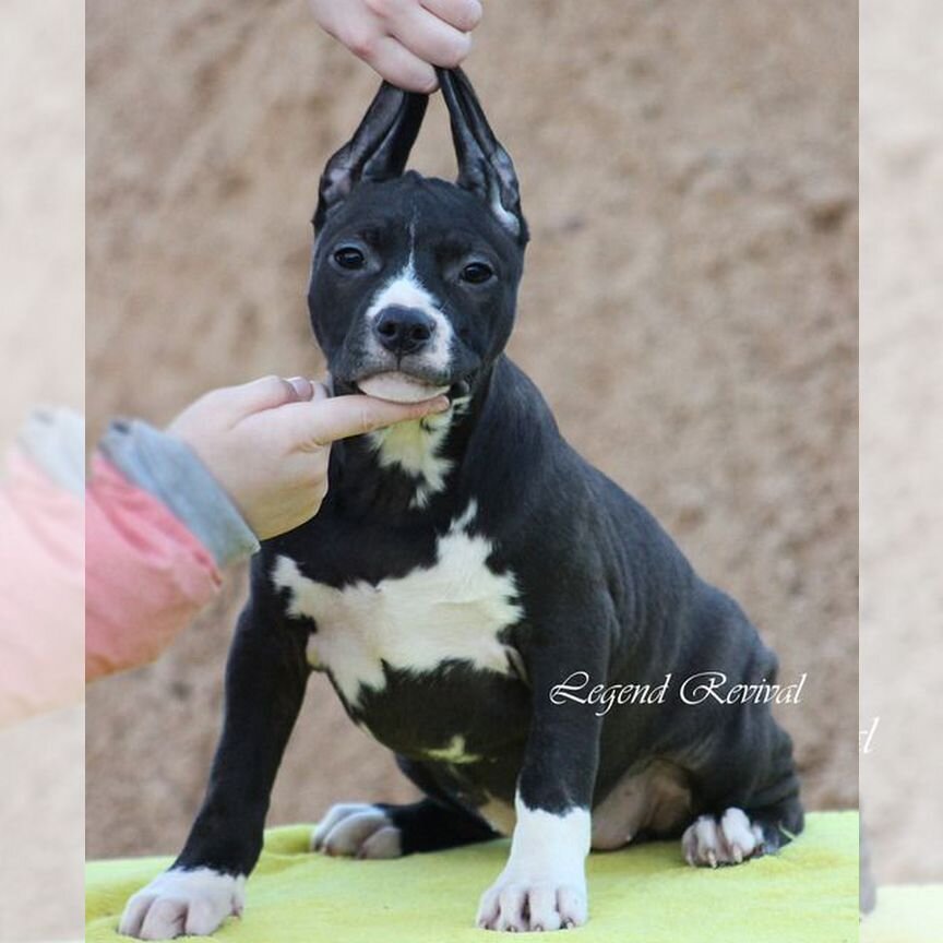 Американский стаффордширский терьер, щенок