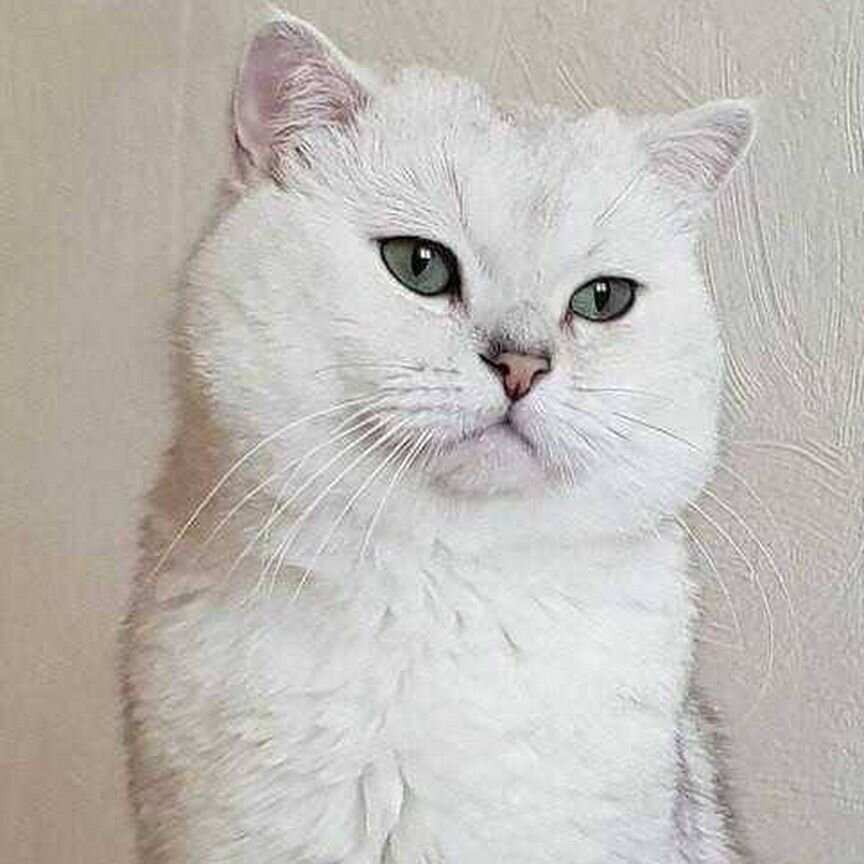 Британский шиншила кот на вязку