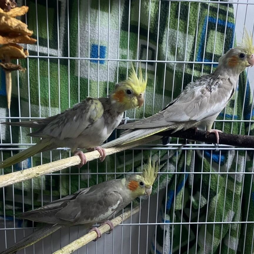 Попугай корелла