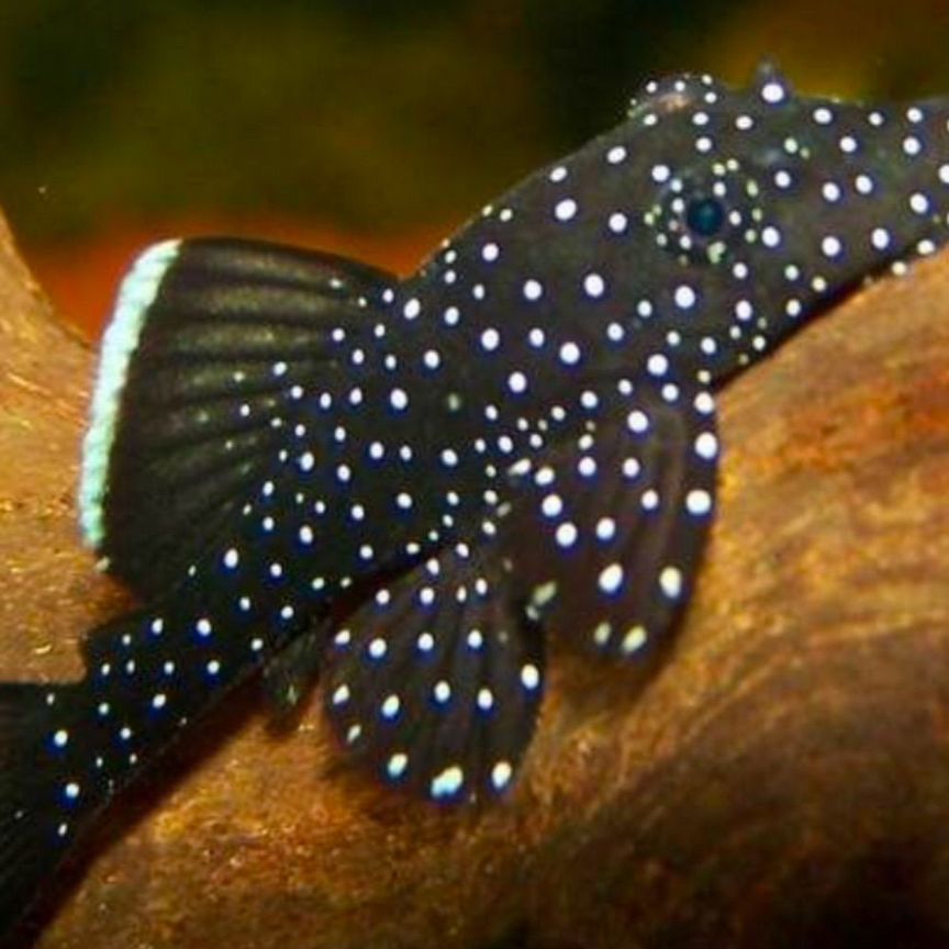 Анциструс L181