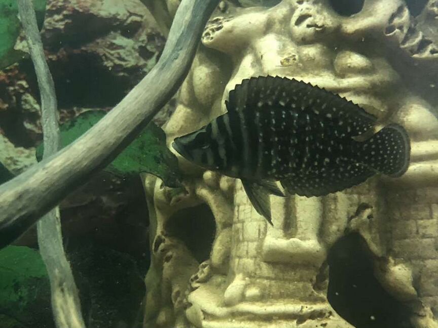 Кальвус Блэк пара