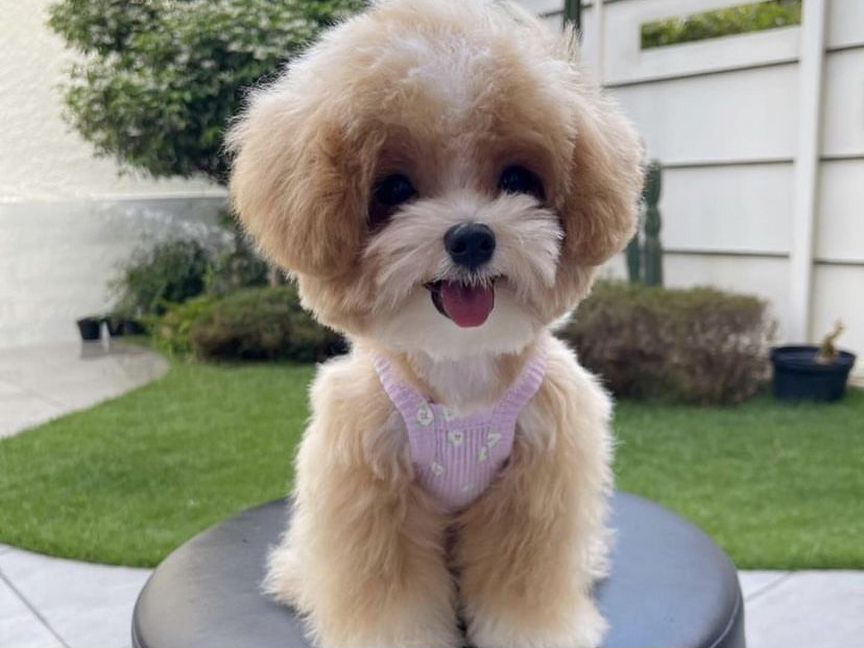 Мальтипу тикап Корея тедди