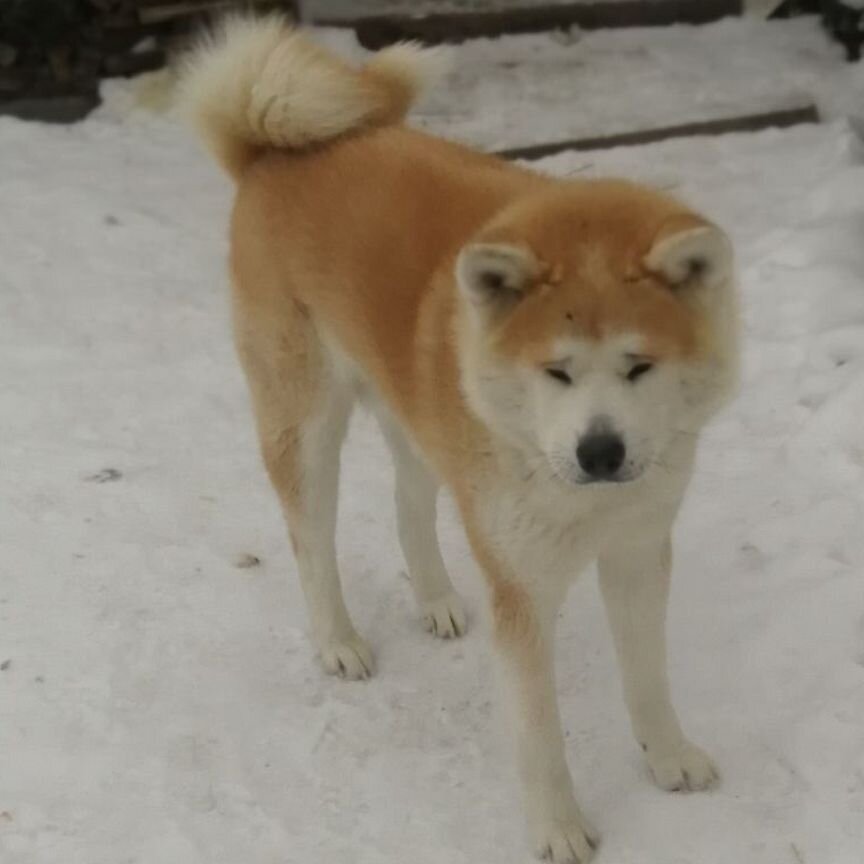 Вязка
