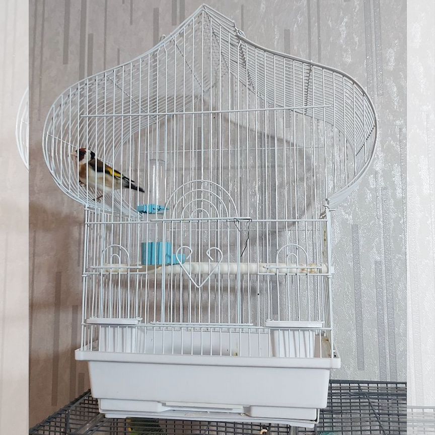 Шигол с клеткой