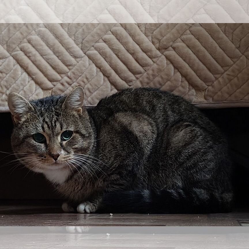 Взрослый кот в добрые руки