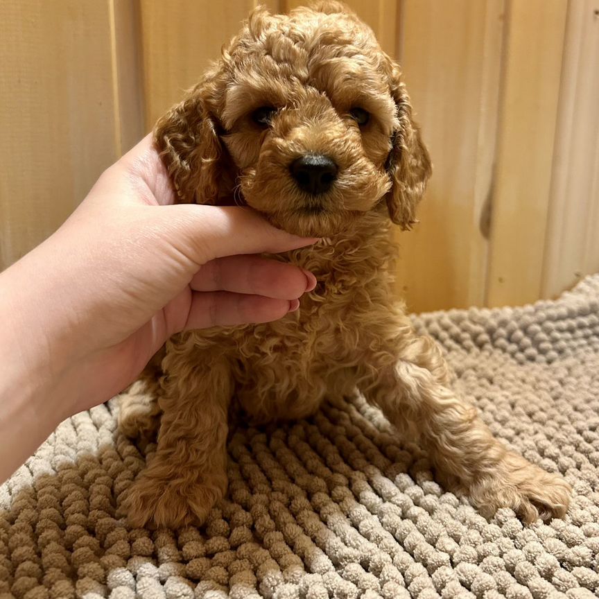 Той-пудель, щенок