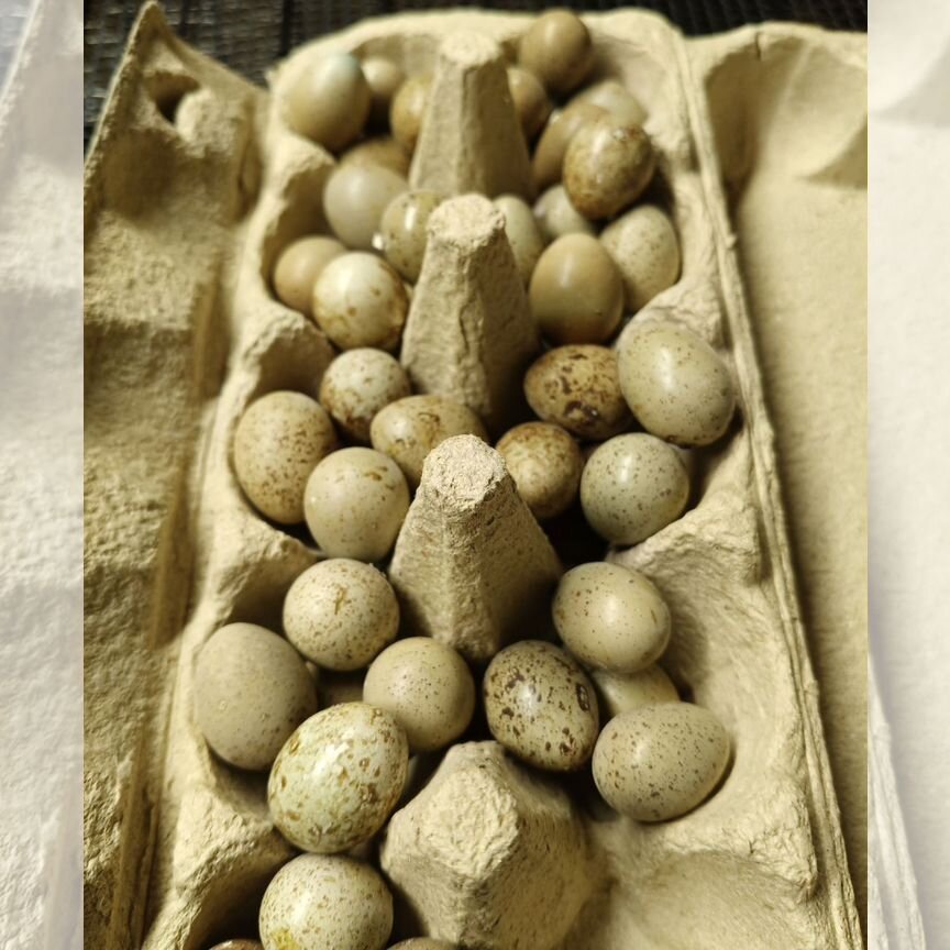 Инкубационное яйцо китайского расписного перепела