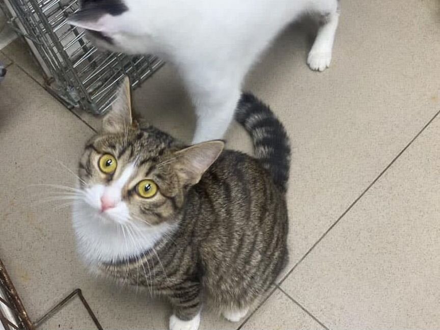 Бывшедомашняя кошка на улице