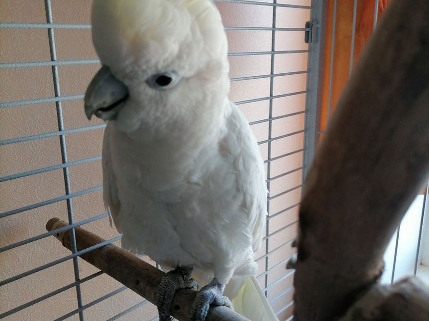 Попугай какаду