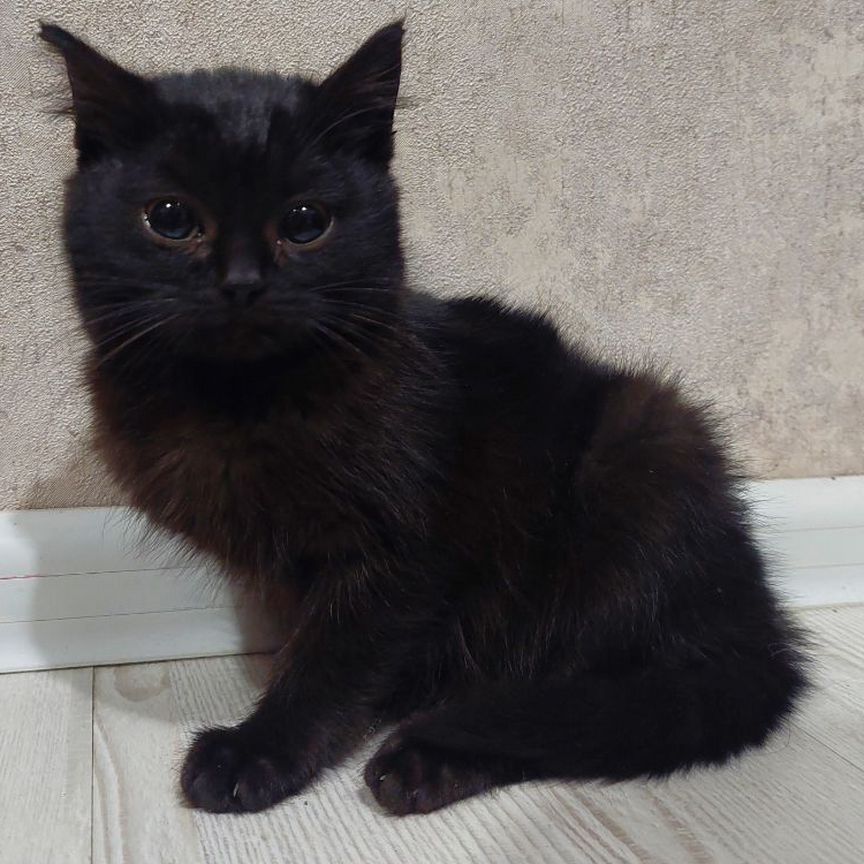 Бомбейский котёнок