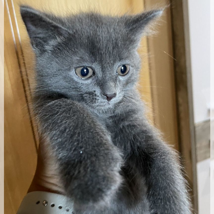Британский короткошёрстный котёнок