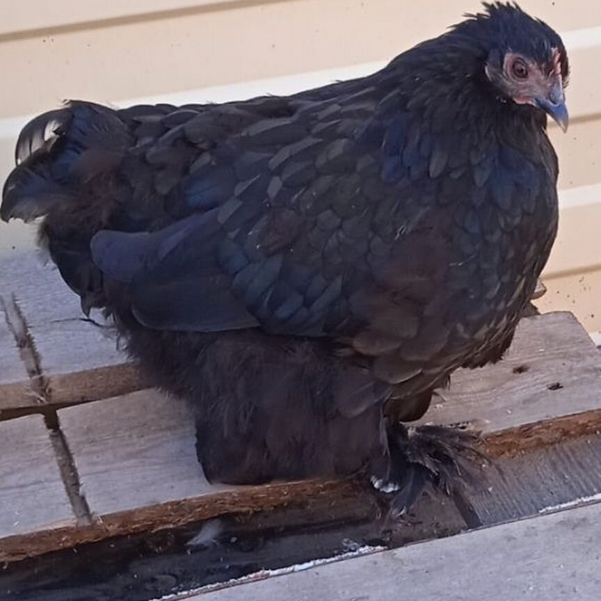 Цыплята кохинхин