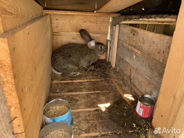 Продам кроликов