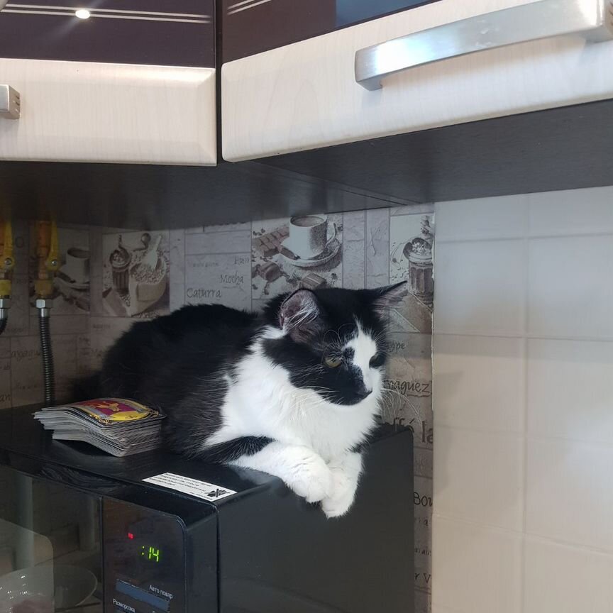 Кот в добрые руки