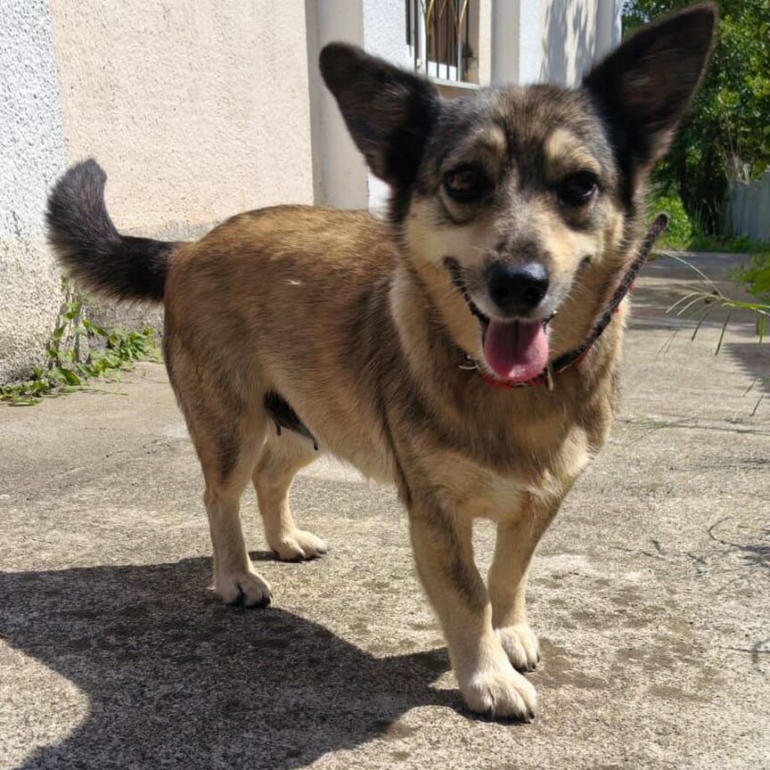 Взрослая собака в добрые руки