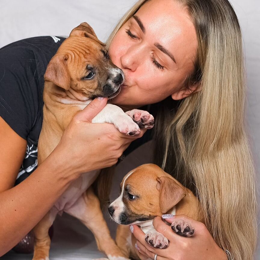 Шикарные щенки Амстаффа. Профессион.питомник