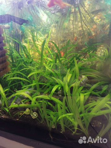 Аквариумное растение