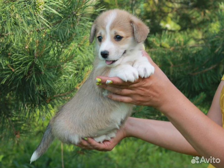 Девочка вельш корги рыжая, хвостик