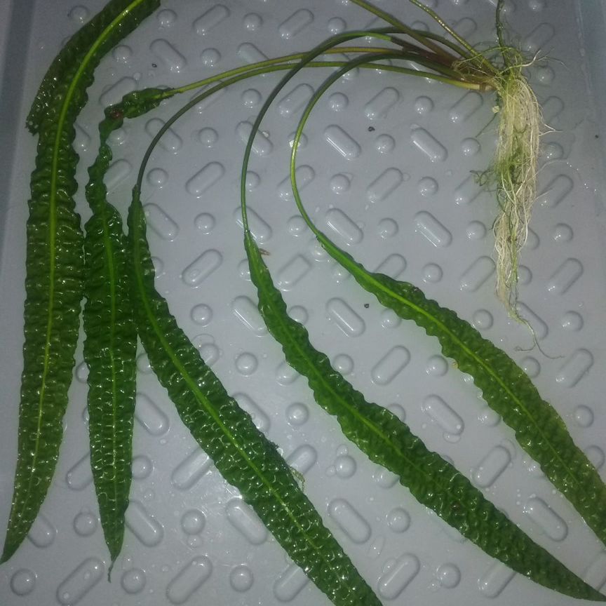 Аквариумное растение