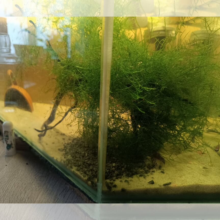 Аквариумные рыбки с аквариумом