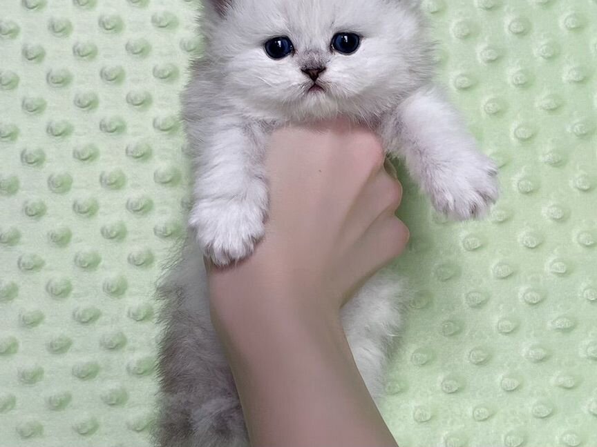 Персидская шиншилла