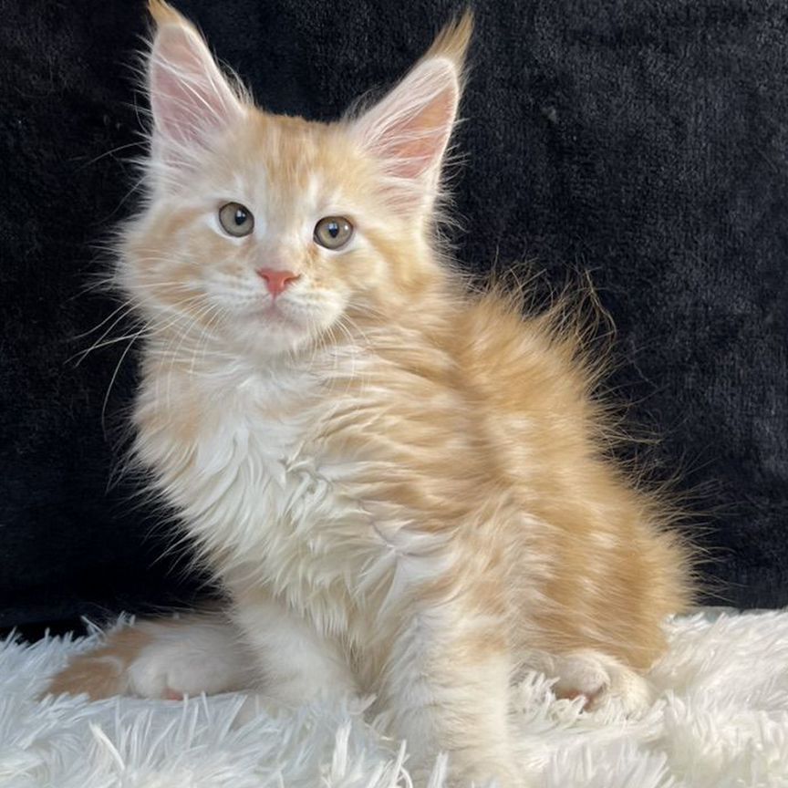 Мейн-кун котёнок