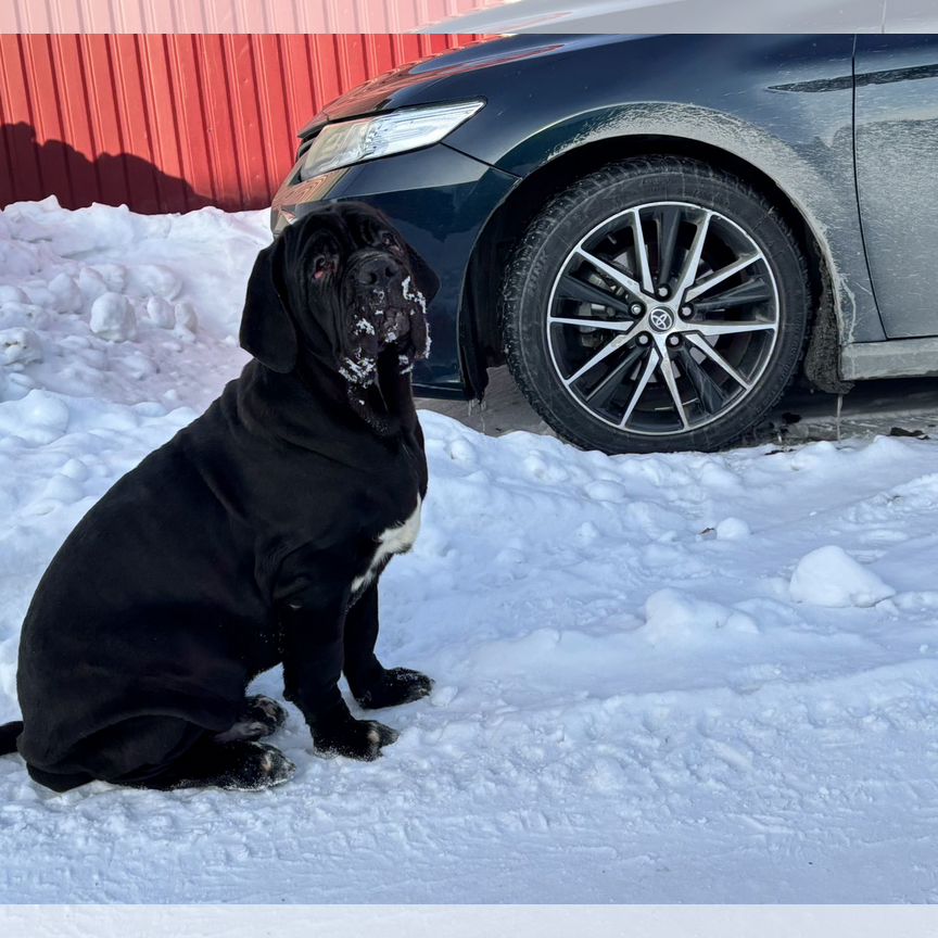 Неаполитанский мастиф, щенок