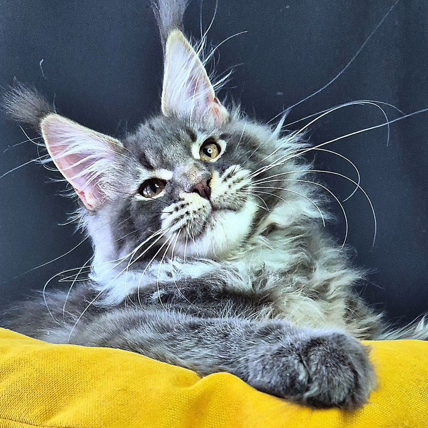 Мейн-кун котёнок