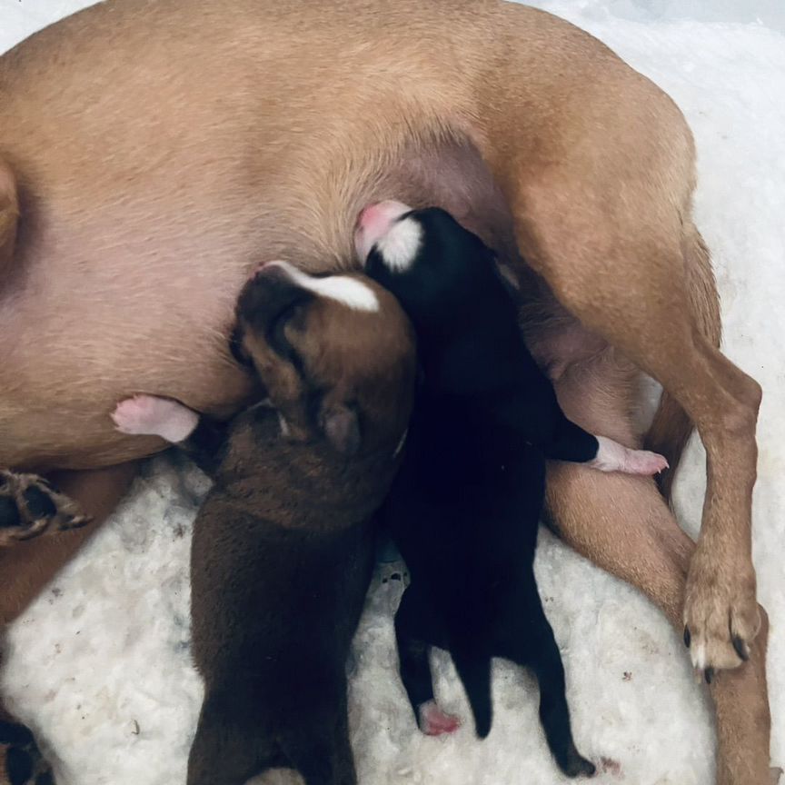 Щенки той терьера