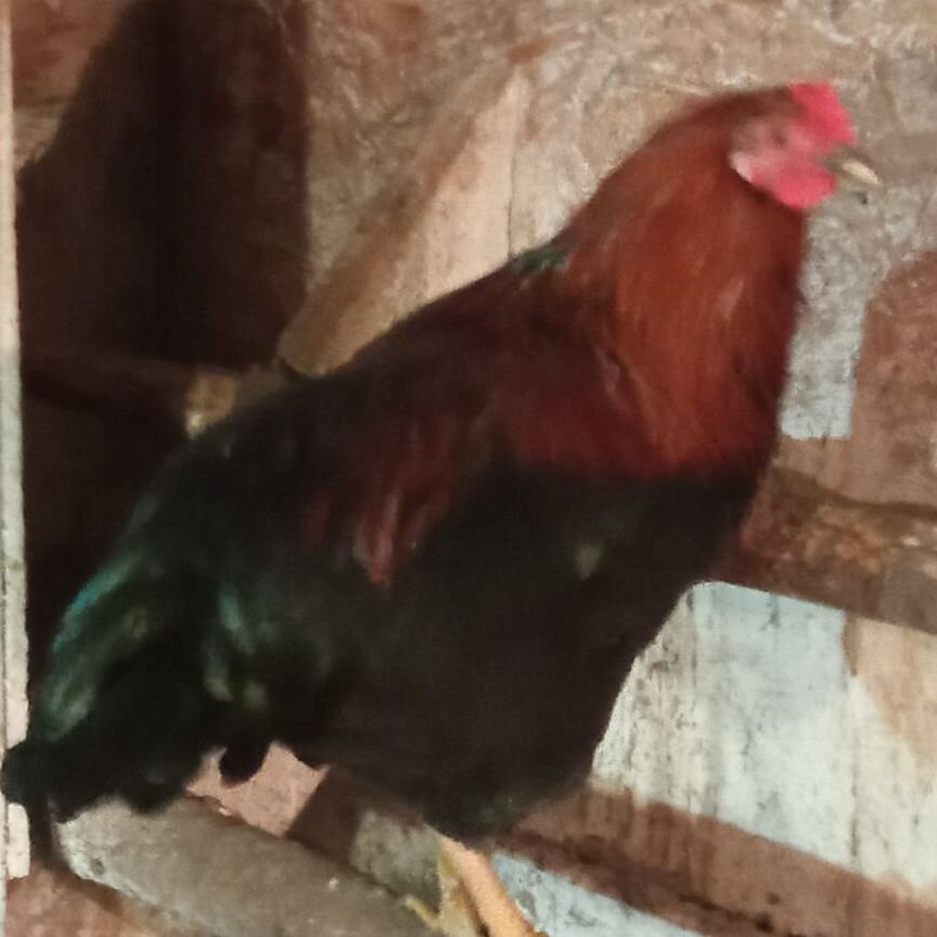 Домашние молодые петухи