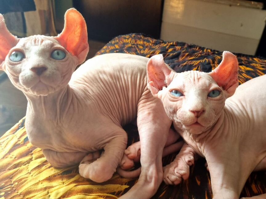 Канадский сфинкс /эльф с родословной