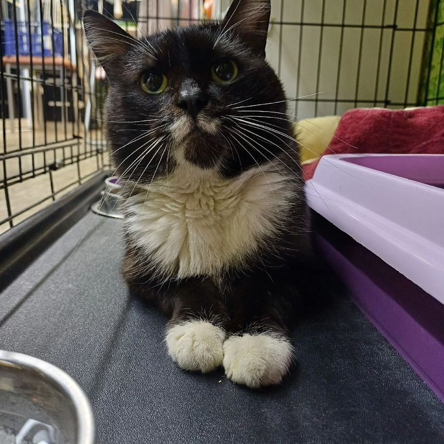 Кот кастрат 4 года приблизительно