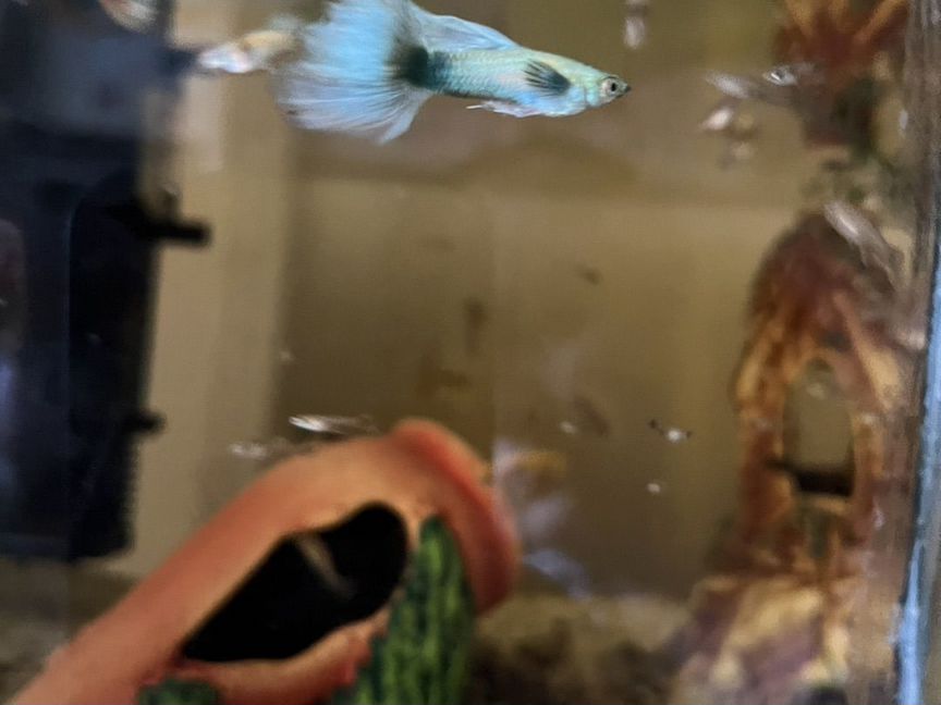 Аквариумные рыбки гуппи