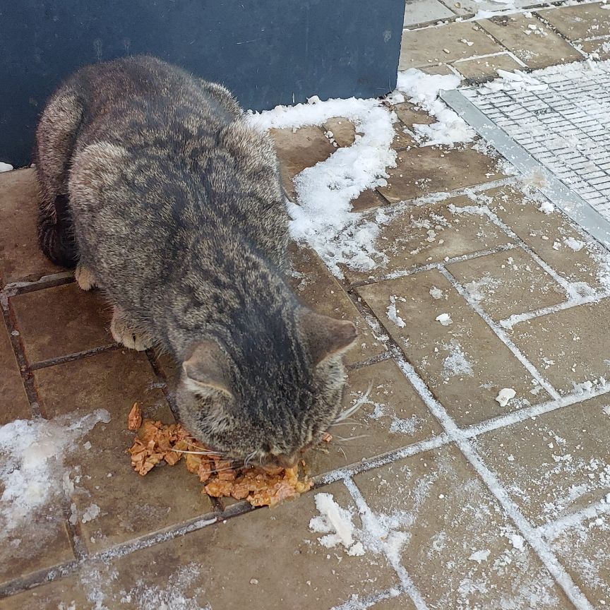 Подкинули кошку