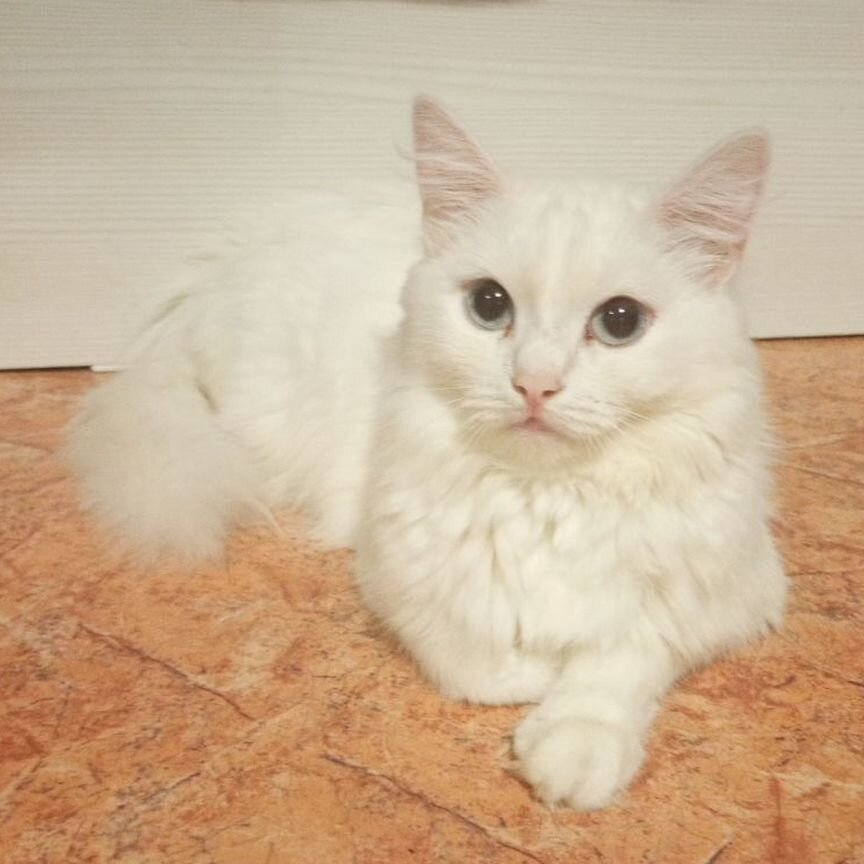 Кошки в добрые руки