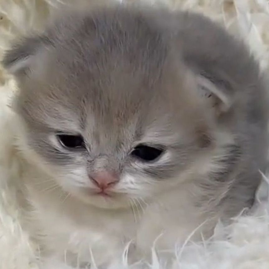 Сибирский котёнок