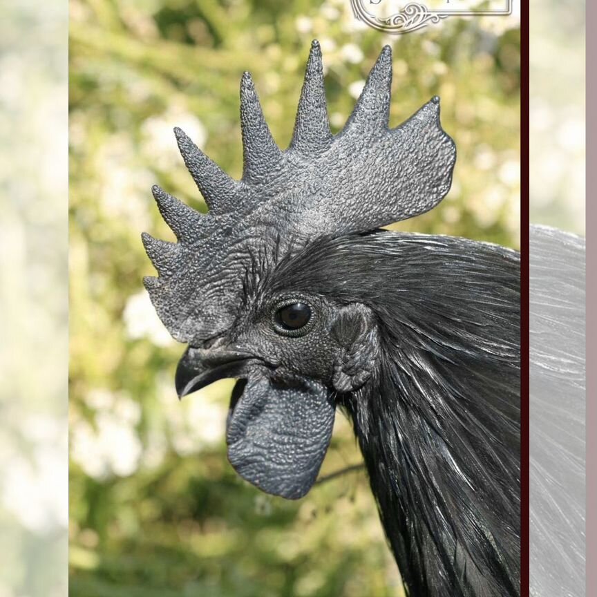 Экзотические куры Аям Цемани. Цена за семью