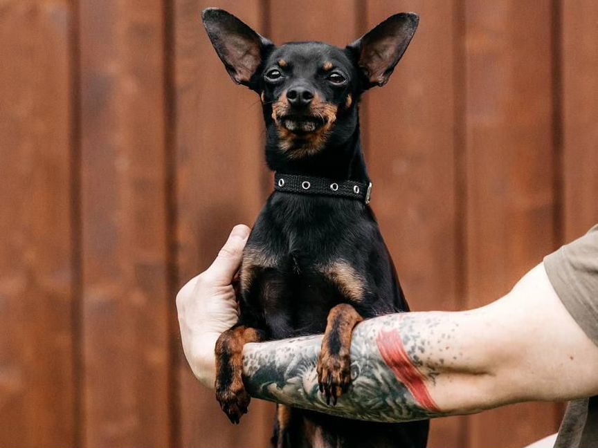 Чибис той терьер в добрые руки маленькая собака